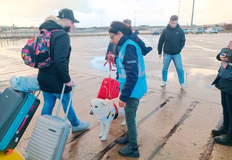 Peste suina, i cani molecolari nei porti del Nord Sardegna per scovare ...